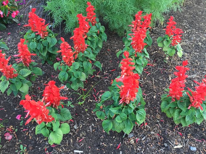 How to Grow Salvia. Growing Salvia Plants, from Seeds to Harvest.