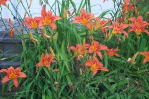 How to Grow Tiger Lily Flowers. Growing Tiger Lilies, Tuberous Roots.
