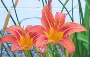 How to Grow Tiger Lily Flowers. Growing Tiger Lilies, Tuberous Roots.
