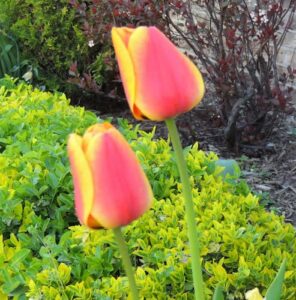 How to Grow Tulip Flower Plants. Growing Tulip Bulbs.