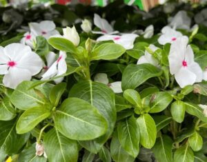 How to Grow Vinca Flowers (Periwinkle). Growing Vinca Plants.