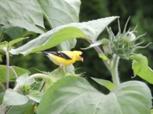 Goldfinch Diet, Identification, Habitat, Life Cycle. Gardener's Net.