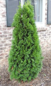 Arborvitae Tree. How to Grow Arborvitaes. The Gardener's Network.
