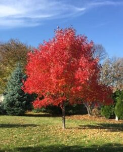 Maple Tree. How to Grow and Care for Maple Trees.