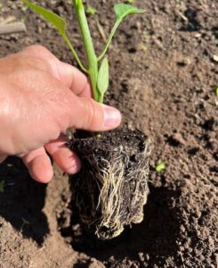 Root Bound Plants Impedes Pant Growth and Health.