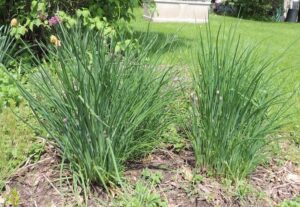 How to Grow Chives Herb. Growing Chive Plants in Your Herb Garden.