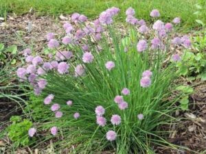 How to Grow Chives Herb. Growing Chive Plants in Your Herb Garden.