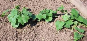 Pickling Cucumbers. How to Grow Pickling Cucumber Plants, Recipes.