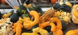 Drying Gourds. How to Dry Gourds for Craft Projects and Decorating.
