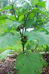 Ornamental Eggplant, Pumpkin on a Stick. Grow as Vegetable or Flower.