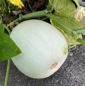 Varieties of Pumpkins. What Pumpkin Variety Will You Grow?